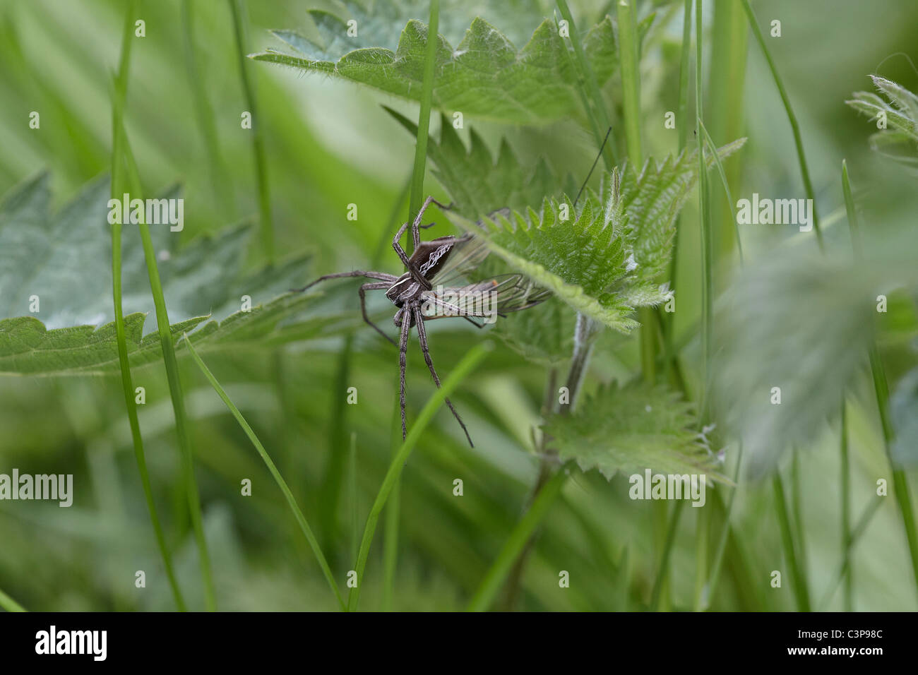 Nursery web spider, Pisaura mirabilis with prey Askham bog nature ...