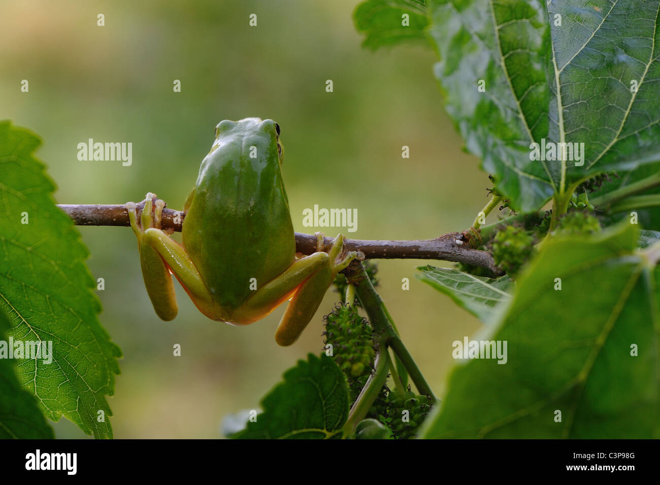 Mediterranean tree frog - Stripeless tree frog (Hyla meridionalis ...