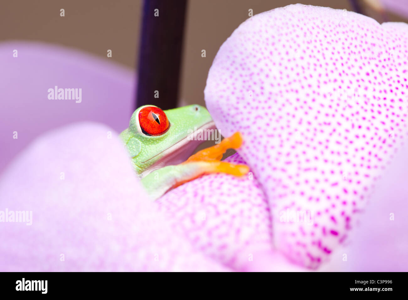 Green frog on plant. Blue background Stock Photo - Alamy