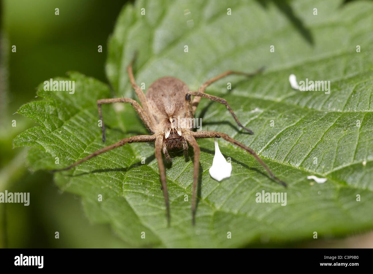 Bog spider hi-res stock photography and images - Alamy