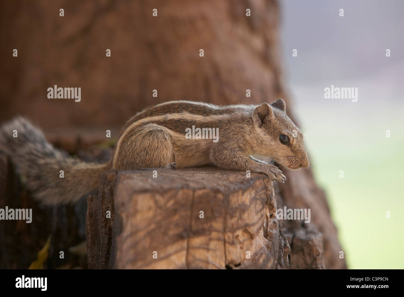 Indian Palm Squirrel or Five striped palm squirrel, Funambulus pennanti ...