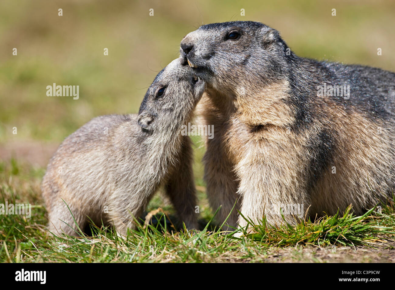 Austria, Alpine Marmots (Marmota marmota Stock Photo - Alamy