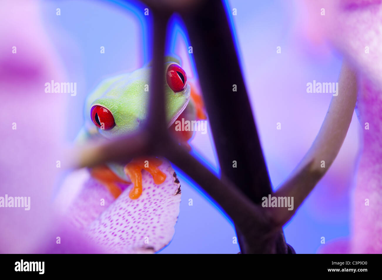 Green frog on plant. Blue background Stock Photo - Alamy