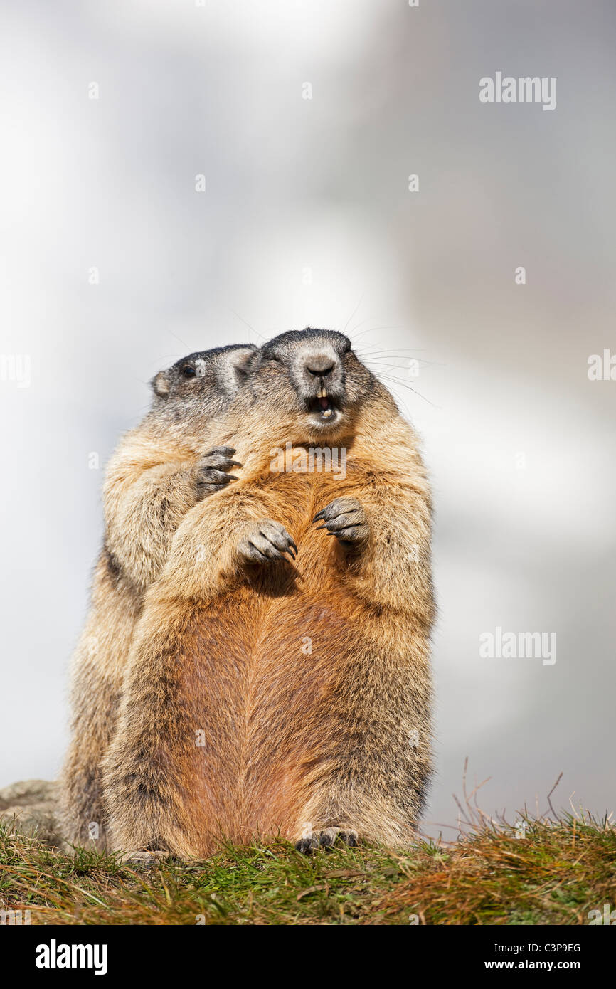 Marmota claw hi-res stock photography and images - Alamy
