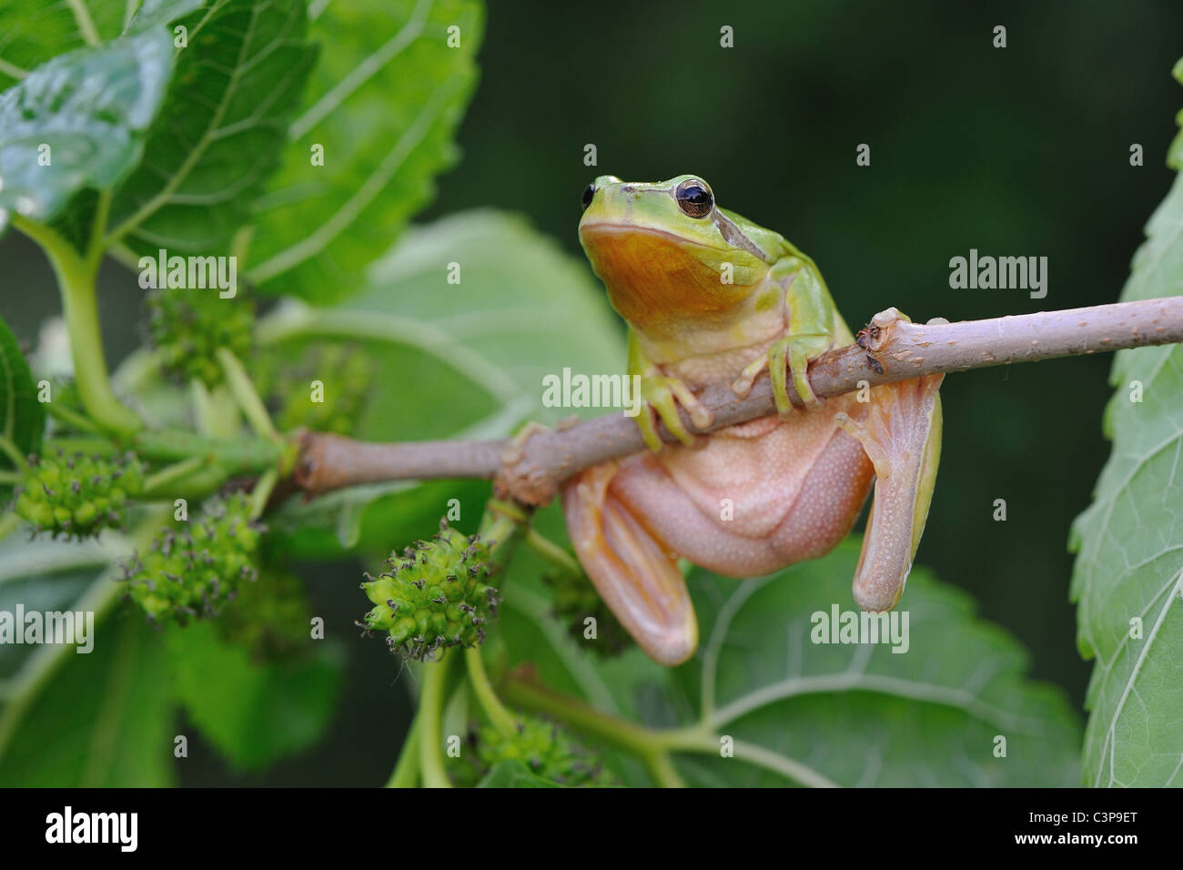 Mediterranean tree frog - Stripeless tree frog (Hyla meridionalis ...