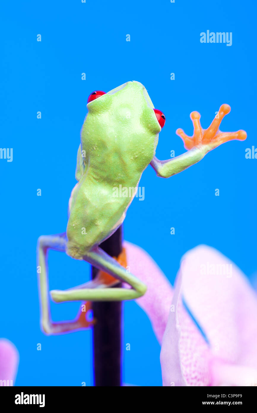 Green frog on plant. Blue background Stock Photo - Alamy