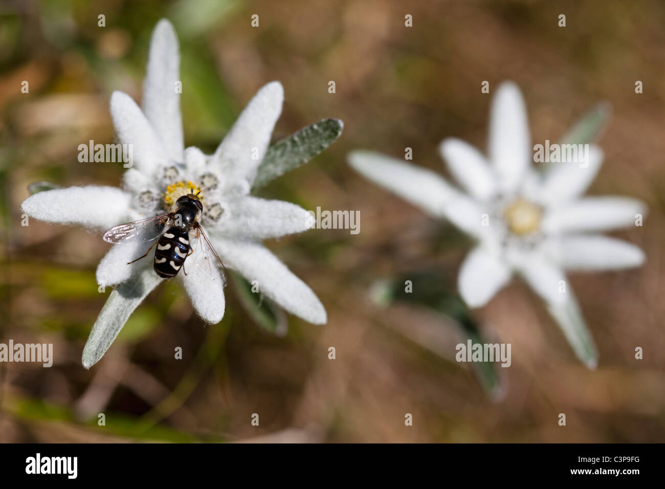 Edelweiss austria hi-res stock photography and images - Alamy