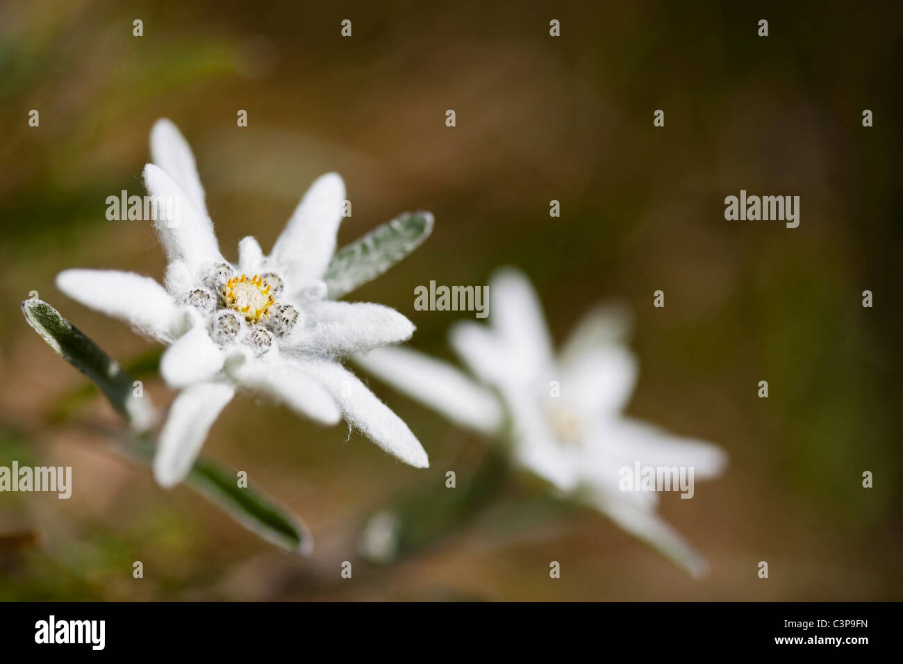Leontopodium alpinum edelweiss hi-res stock photography and images - Alamy