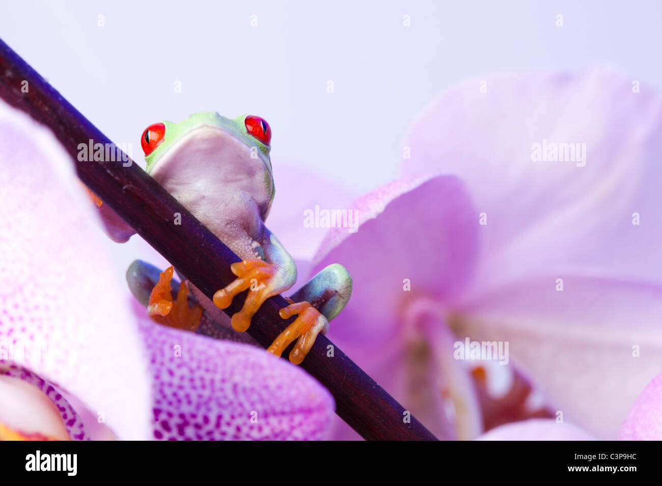 Green frog on plant. Blue background Stock Photo - Alamy