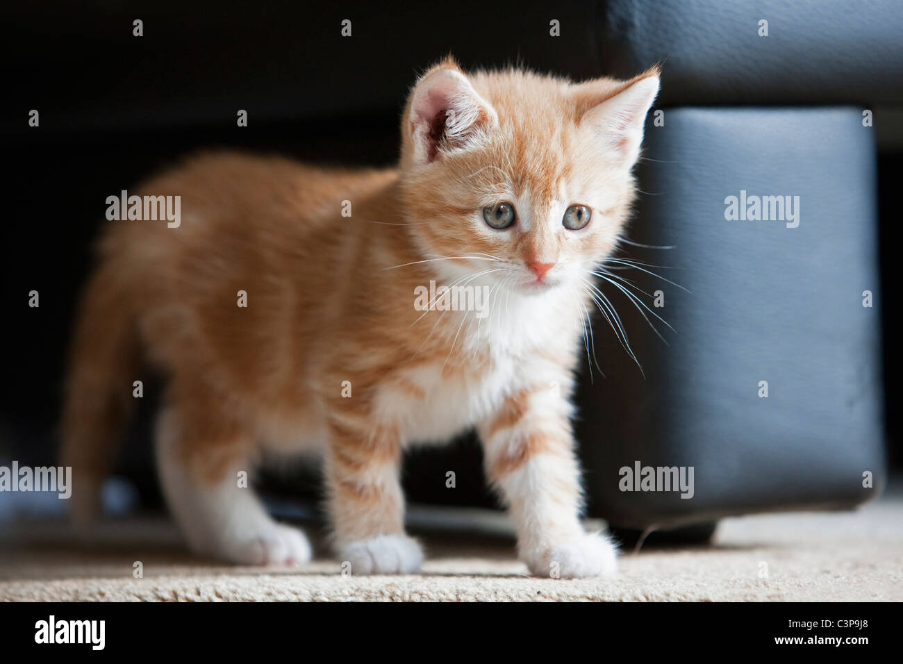 Ginger kitten, portrait Stock Photo - Alamy
