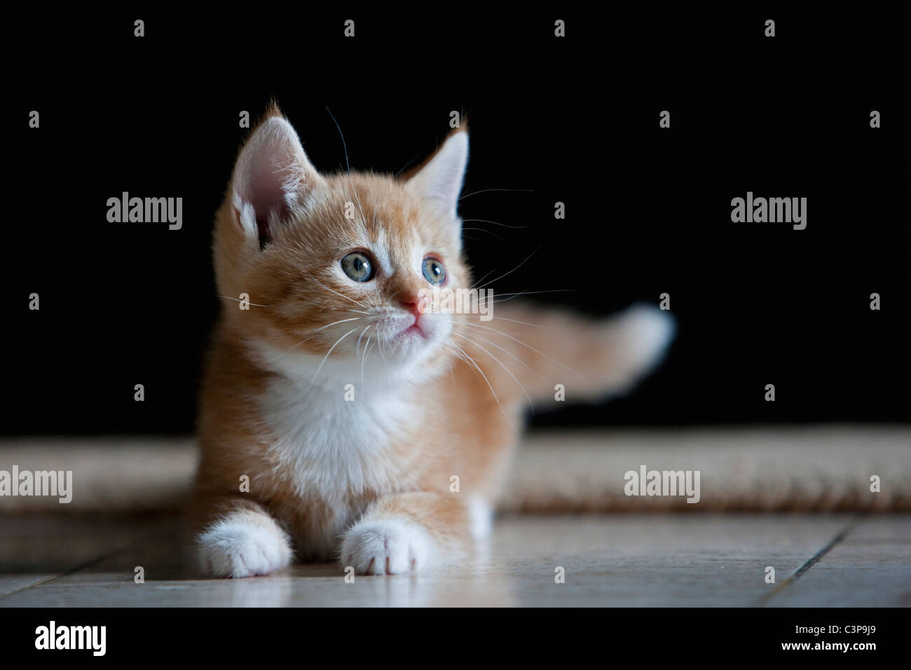 Ginger kitten, portrait Stock Photo - Alamy