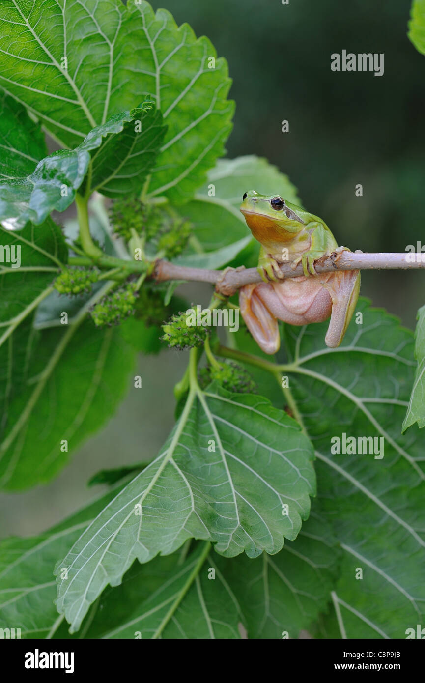 Mediterranean tree frog - Stripeless tree frog (Hyla meridionalis ...
