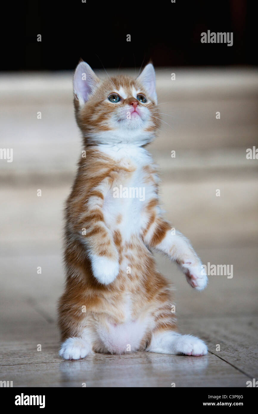 Ginger kitten, portrait Stock Photo - Alamy