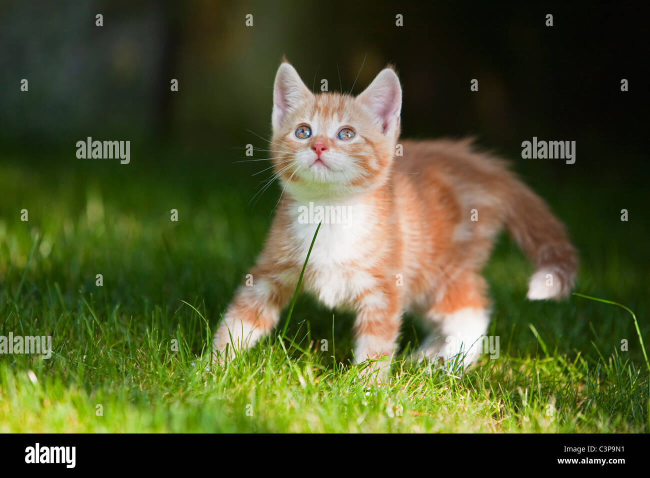 Ginger cat standing in hi-res stock photography and images - Alamy