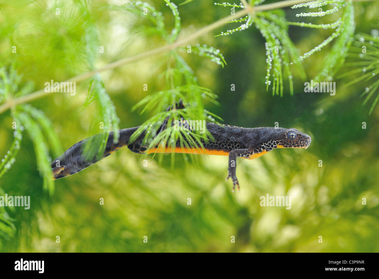 Alpine newt (Triturus alpestris) male moulting swimming underwater at ...