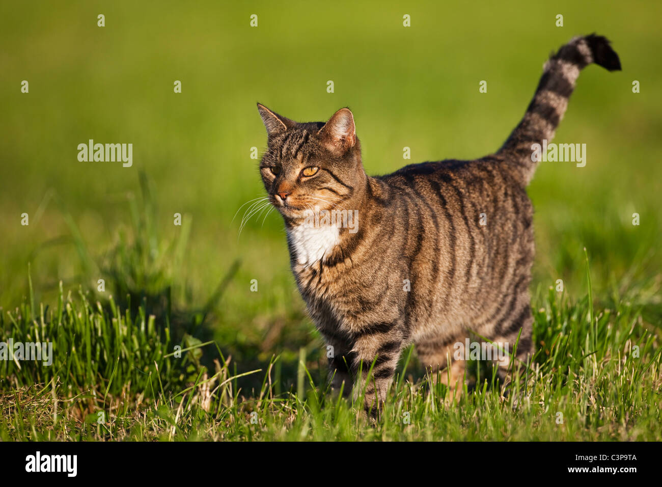 Cat in meadow hi-res stock photography and images - Alamy