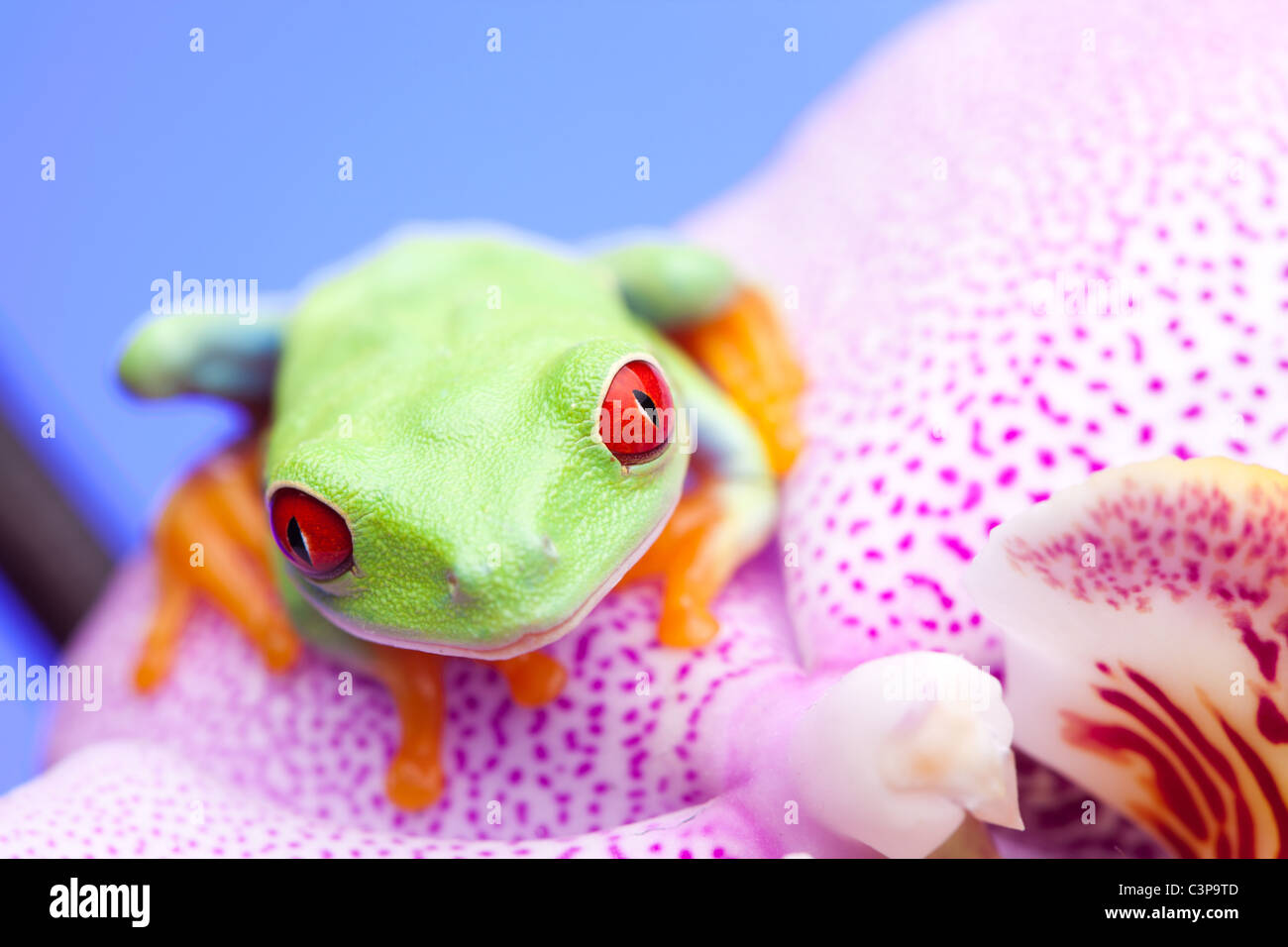 Green frog on plant. Blue background Stock Photo - Alamy