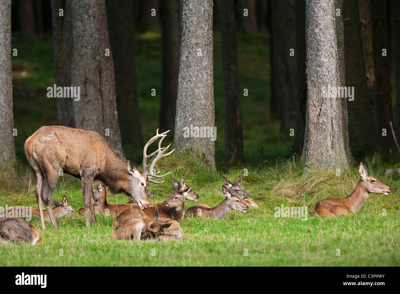 Roe deer female side view hi-res stock photography and images - Alamy
