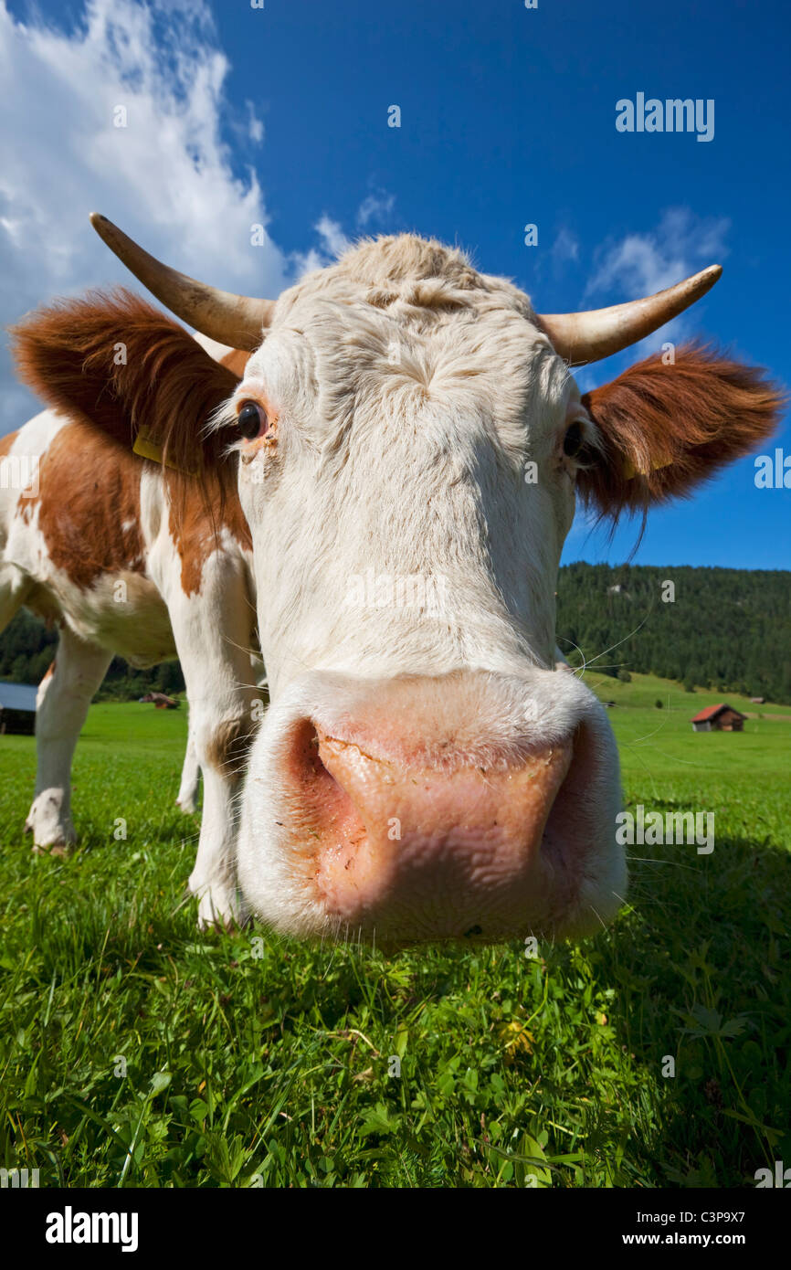 Cow Front View High Resolution Stock Photography and Images - Alamy