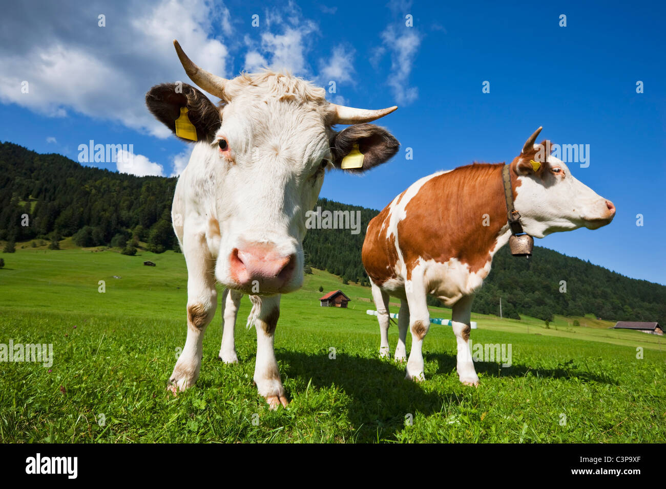 Germany, Bavaria, Two cows standing in field, close-up Stock Photo - Alamy
