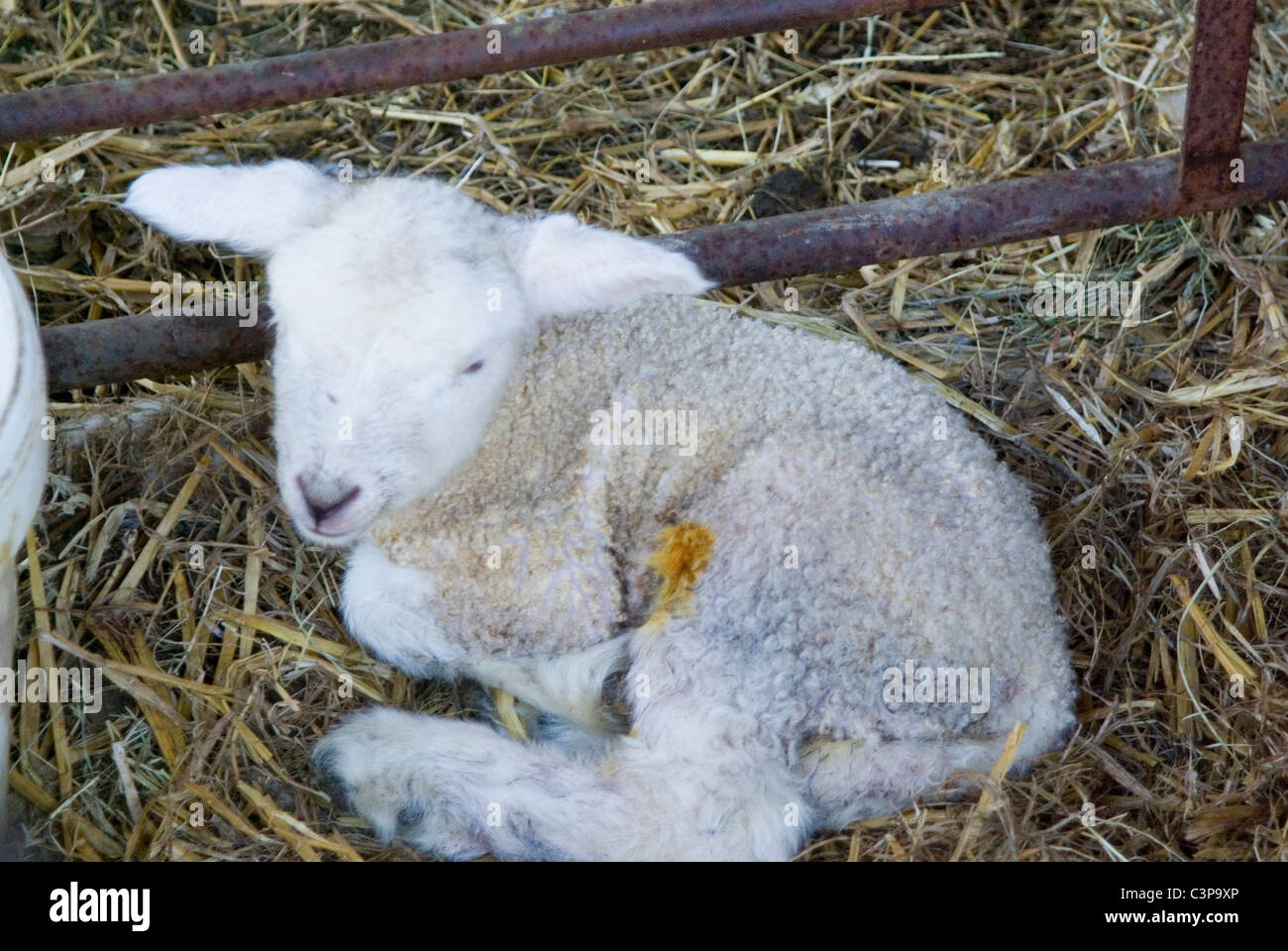 rural countryside farm animal Stock Photo - Alamy