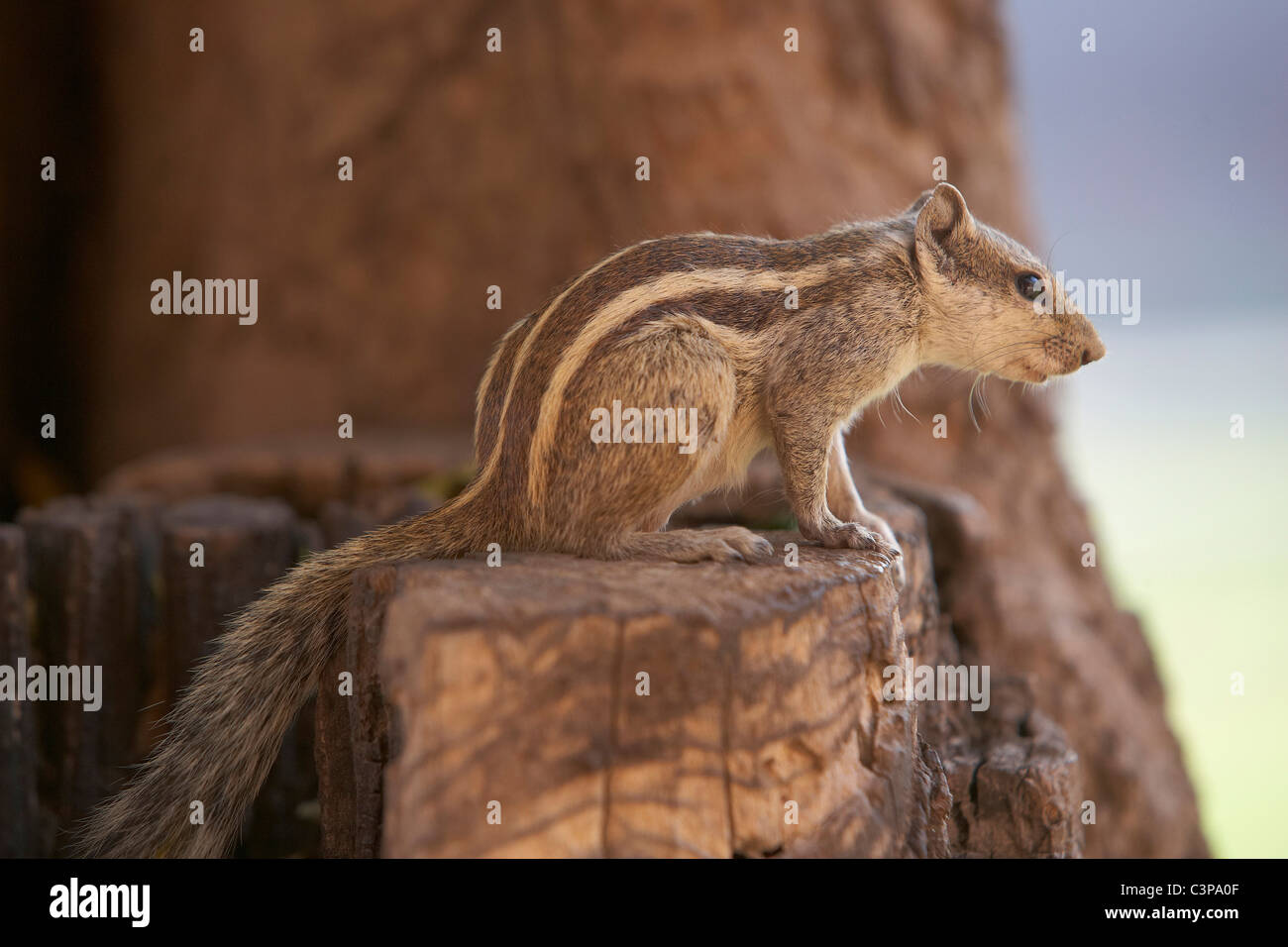 Five striped palm squirrel hi-res stock photography and images - Alamy