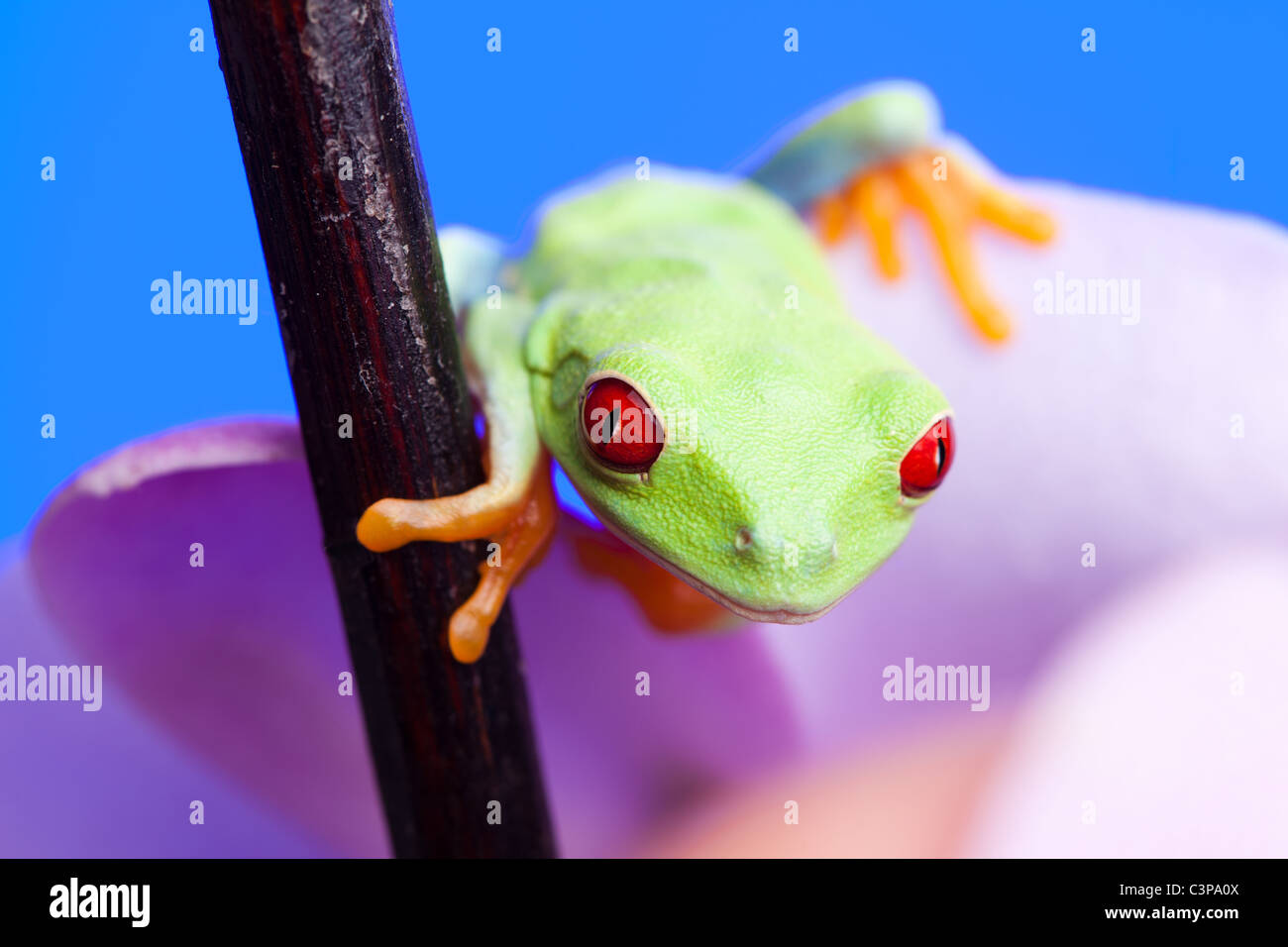 Green frog on plant. Blue background Stock Photo - Alamy