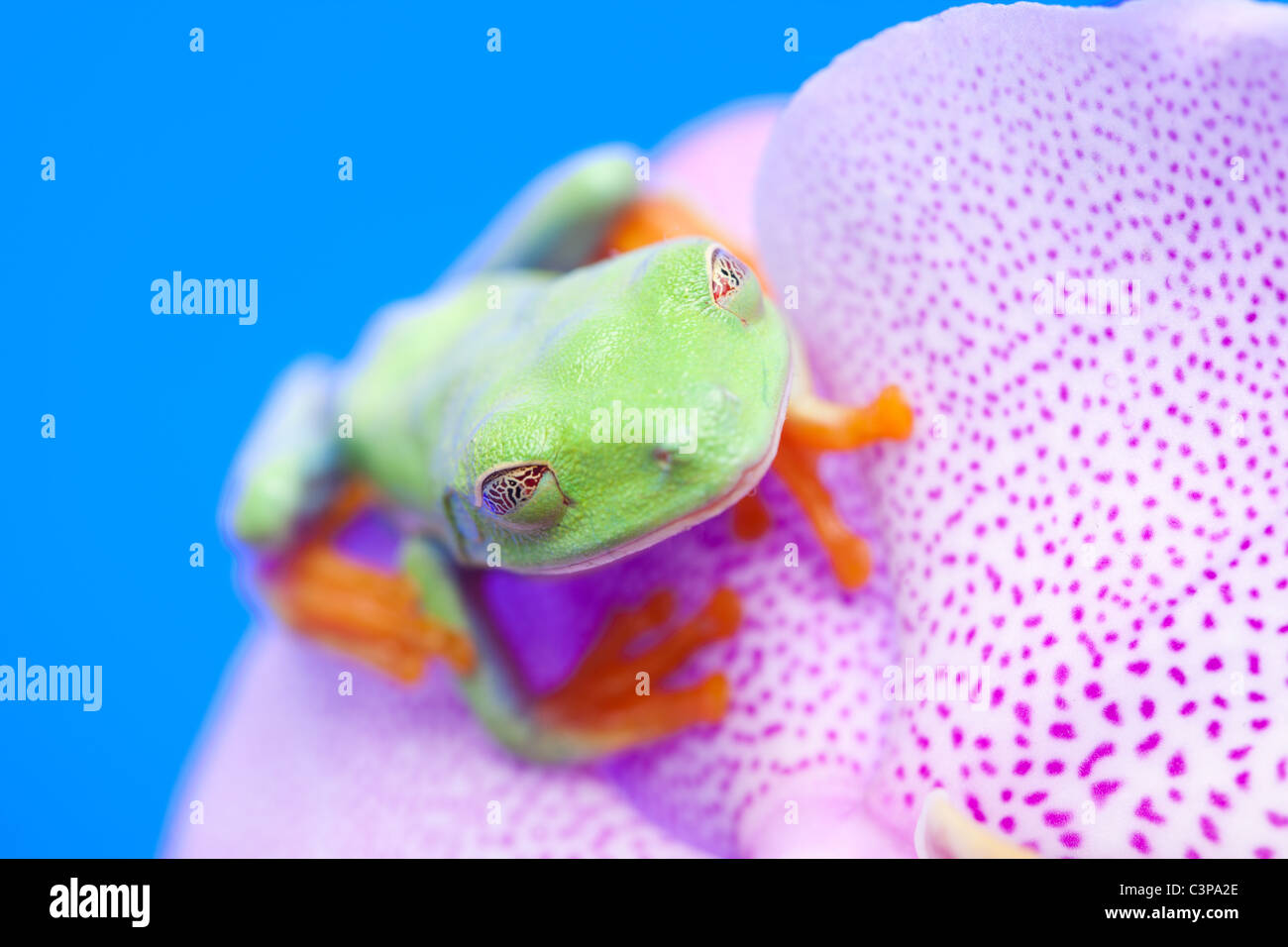 Green frog on plant. Blue background Stock Photo - Alamy
