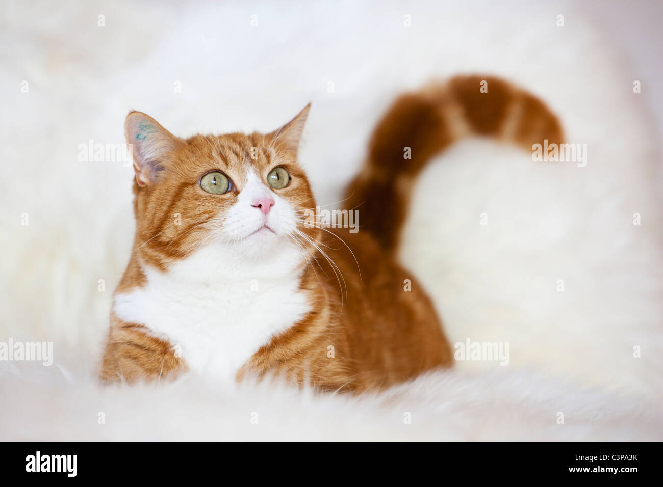 Ginger cat on white hi-res stock photography and images - Alamy