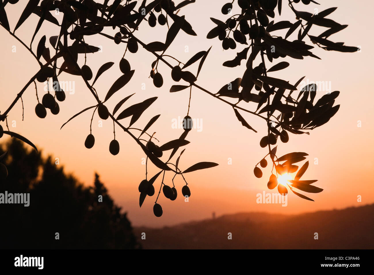 Olive tree sunrise hi-res stock photography and images - Alamy