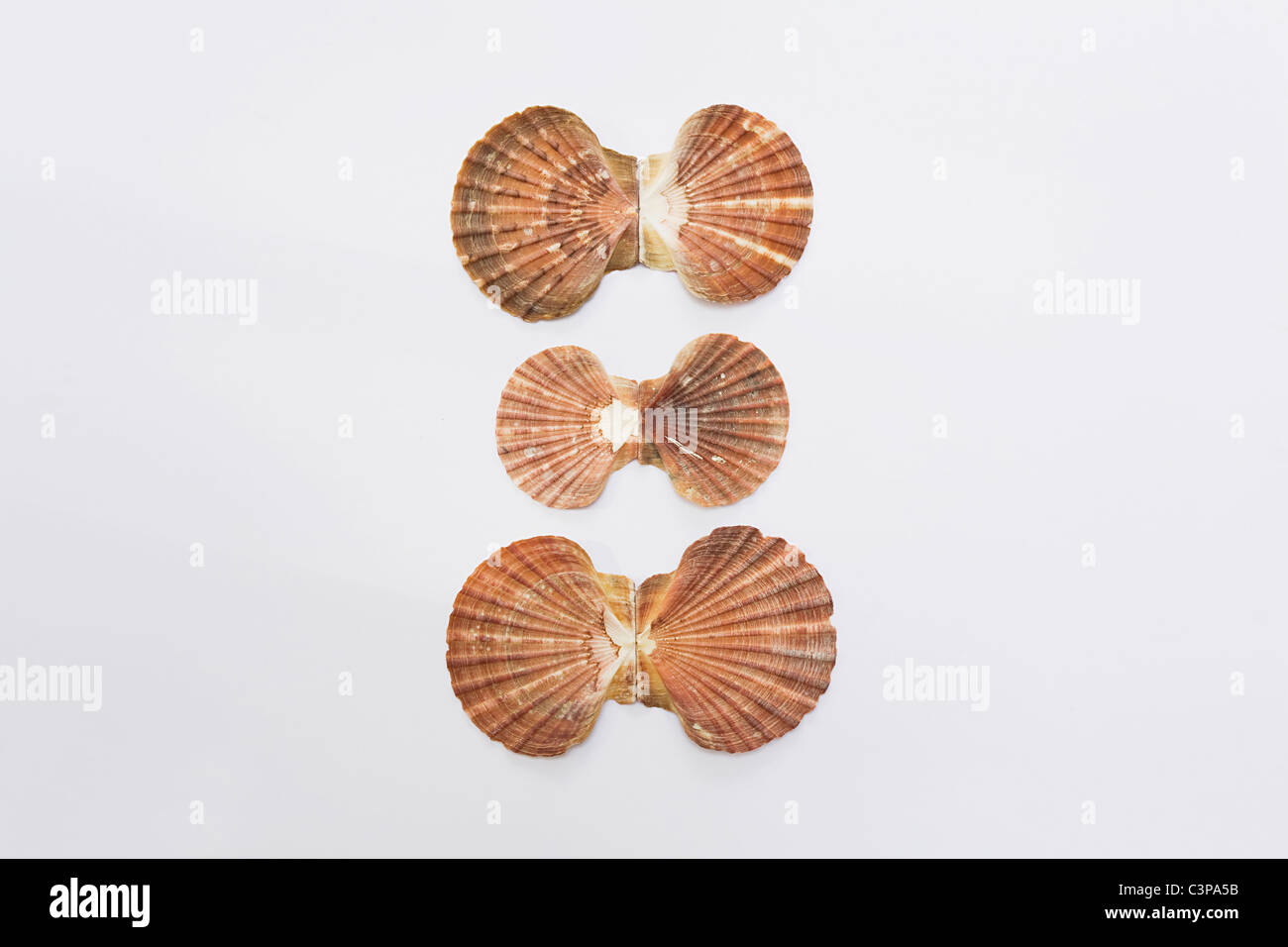 Three scallop shells, elevated view Stock Photo - Alamy
