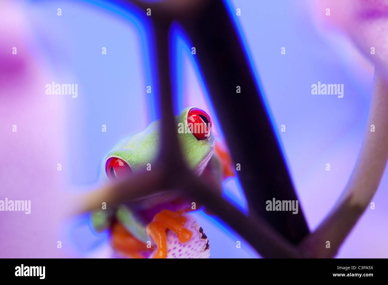 Green frog on plant. Blue background Stock Photo - Alamy