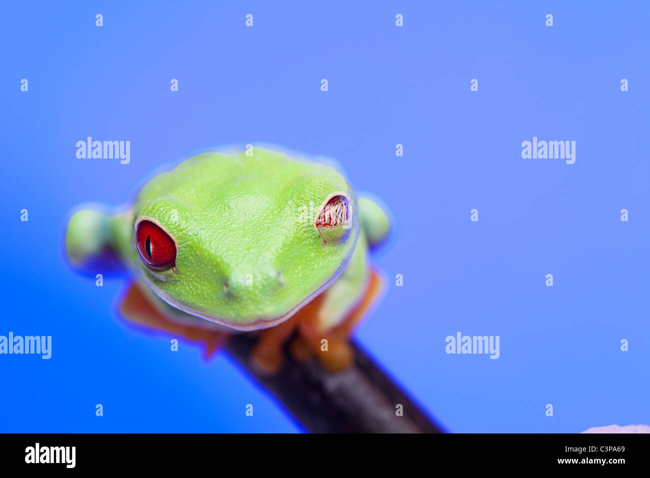 Green frog on plant. Blue background Stock Photo - Alamy