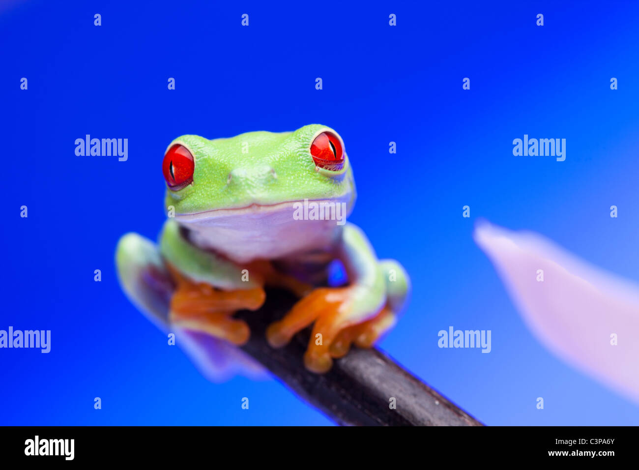 Green frog on plant. Blue background Stock Photo - Alamy