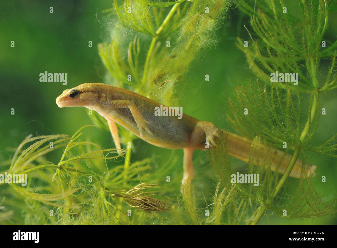 Palmate newt (Lissotriton helveticus - Triturus helveticus) swimming ...