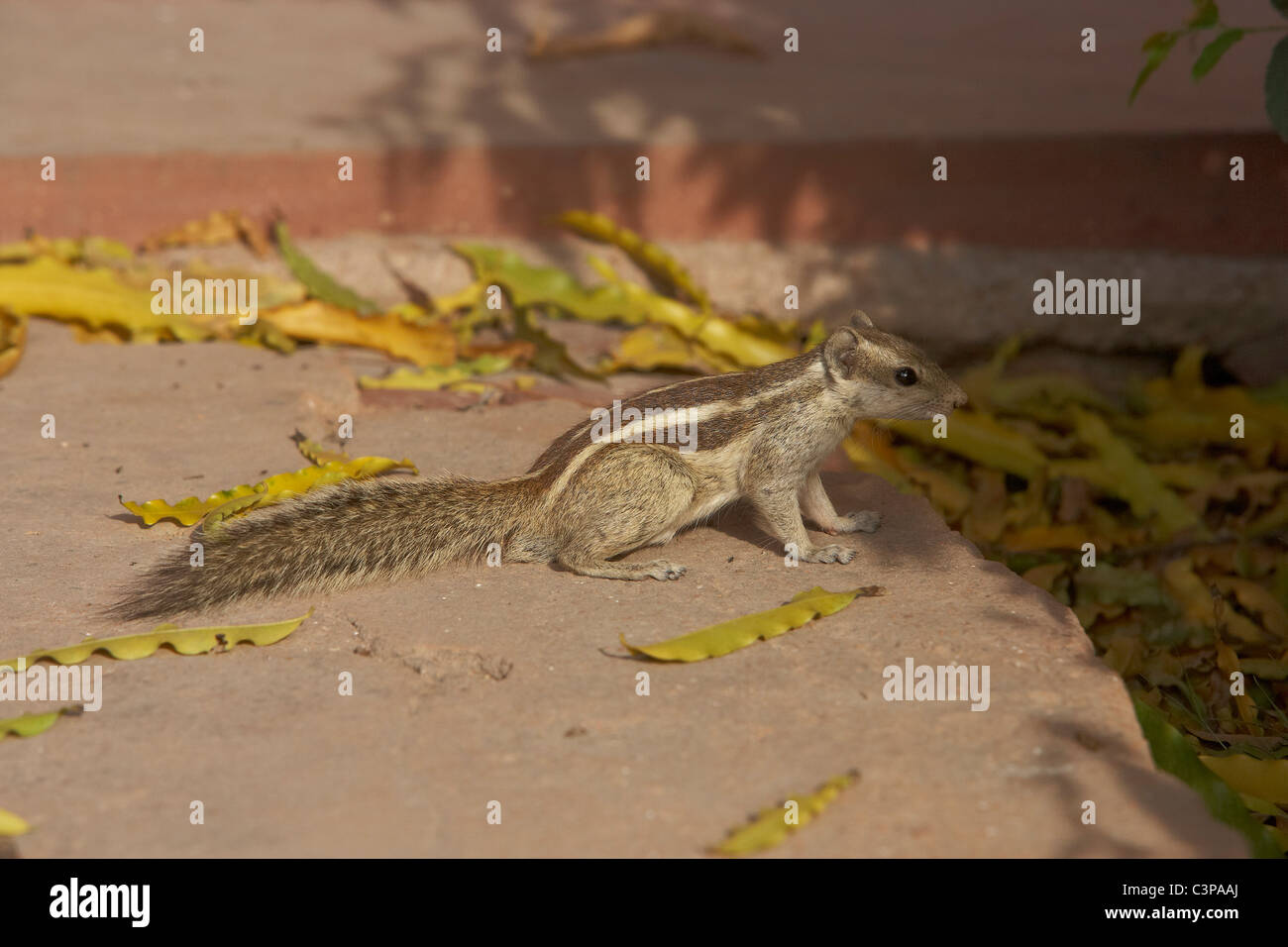 Indian Palm Squirrel or Five striped palm squirrel, Funambulus pennanti ...