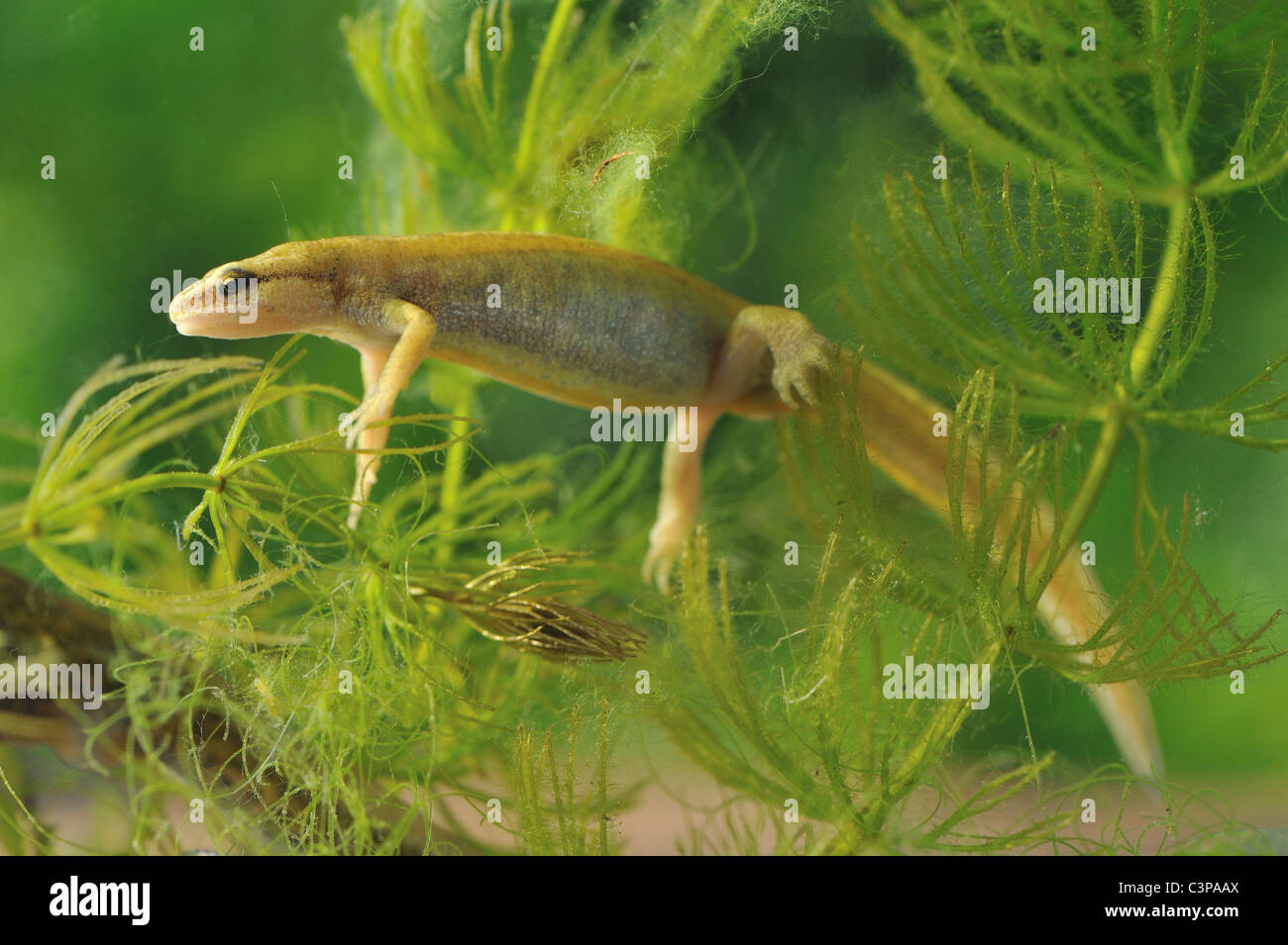 Palmate newt (Lissotriton helveticus - Triturus helveticus) swimming ...