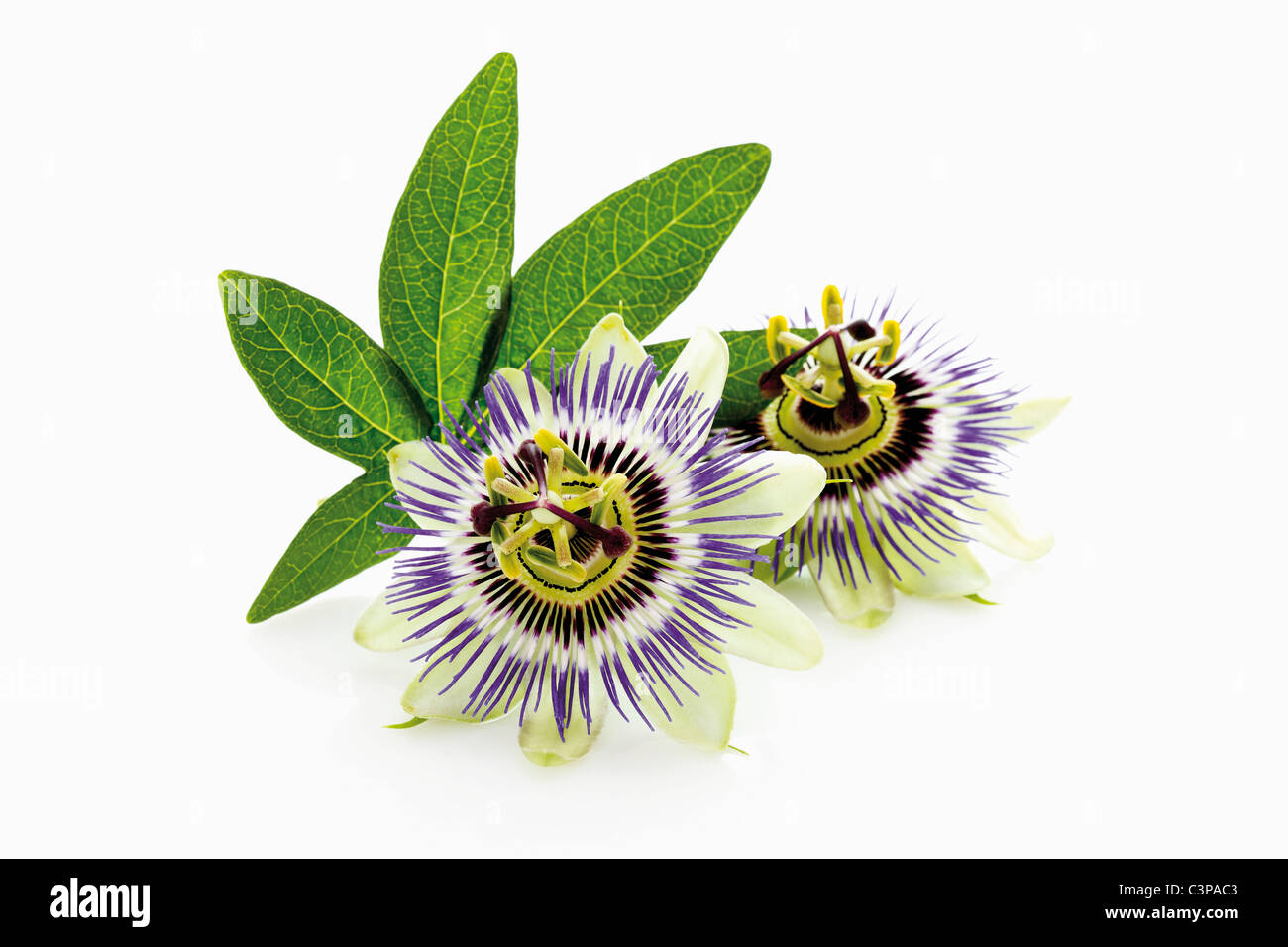 Passion flower on white background Stock Photo - Alamy