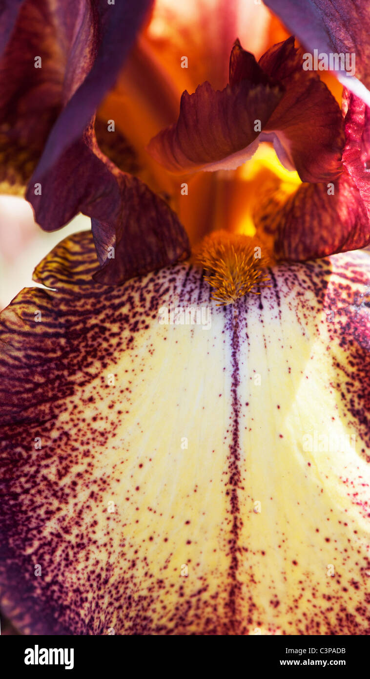 Tall bearded iris hi-res stock photography and images - Alamy