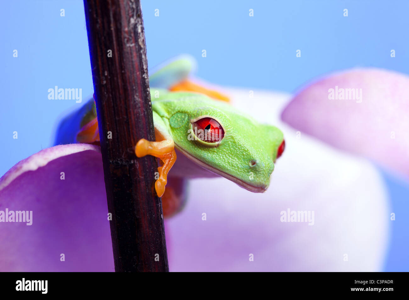 Green frog on plant. Blue background Stock Photo - Alamy