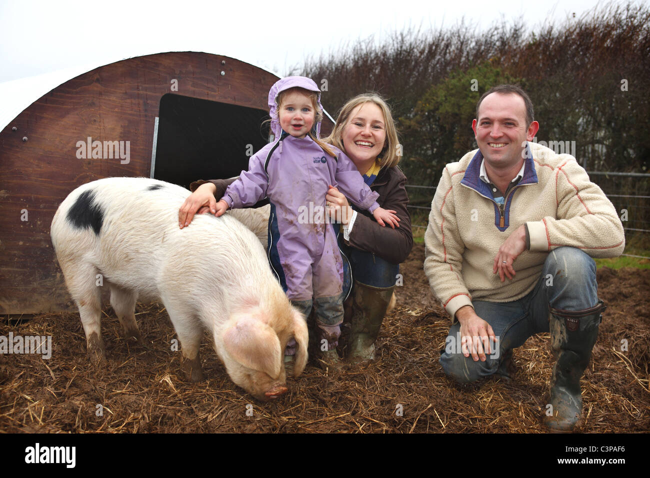 Cornwall pigs hi-res stock photography and images - Alamy