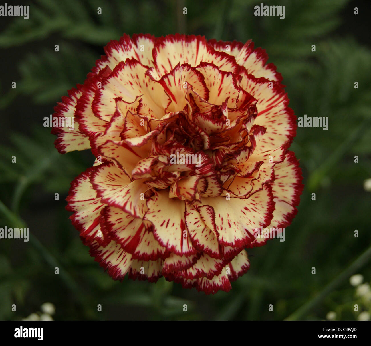 Carnation Leaves Stock Photos & Carnation Leaves Stock Images - Alamy