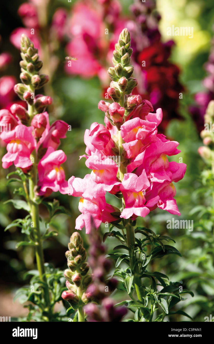 Germany, Close up of snapdragon flower Stock Photo - Alamy