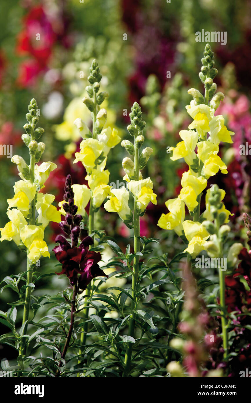 Germany, Close up of snapdragon flower Stock Photo - Alamy