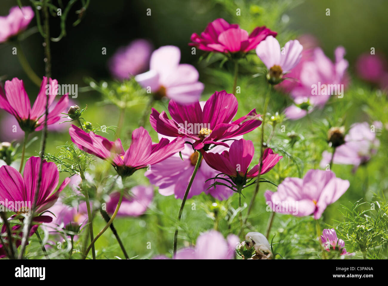 Cosmos view hi-res stock photography and images - Alamy