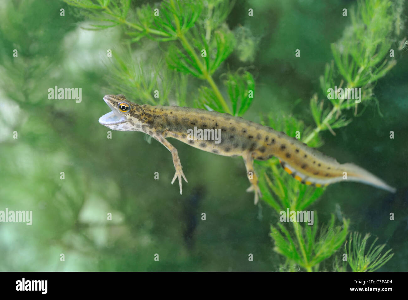 Smooth newt - Common newt (Triturus vulgaris - Lissotriton vulgaris ...