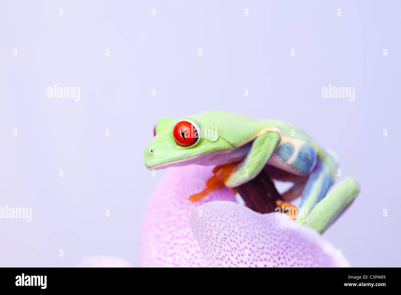 Green frog on plant. Blue background Stock Photo - Alamy