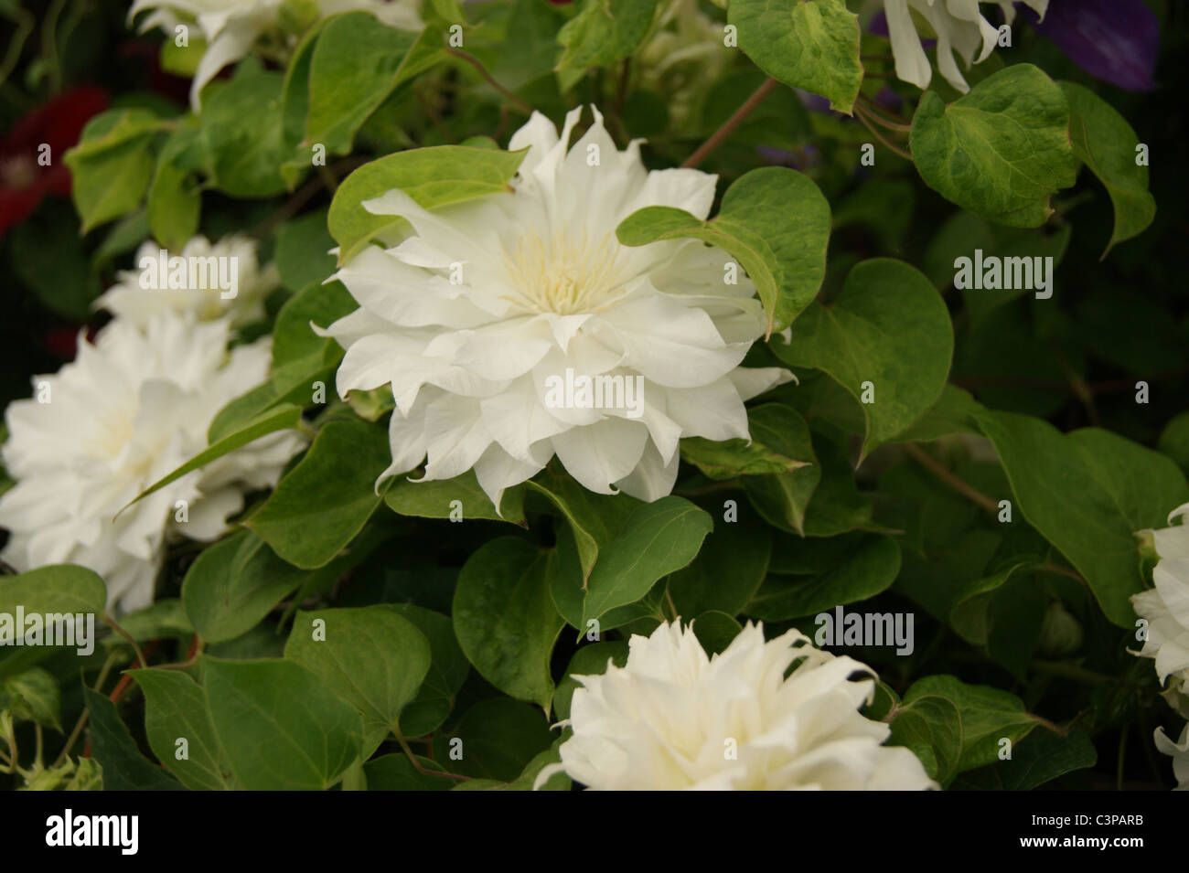 Clematis arctic queen hi-res stock photography and images - Alamy