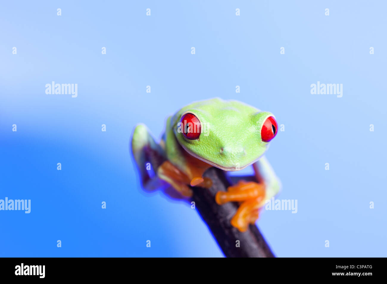 Green frog on plant. Blue background Stock Photo - Alamy