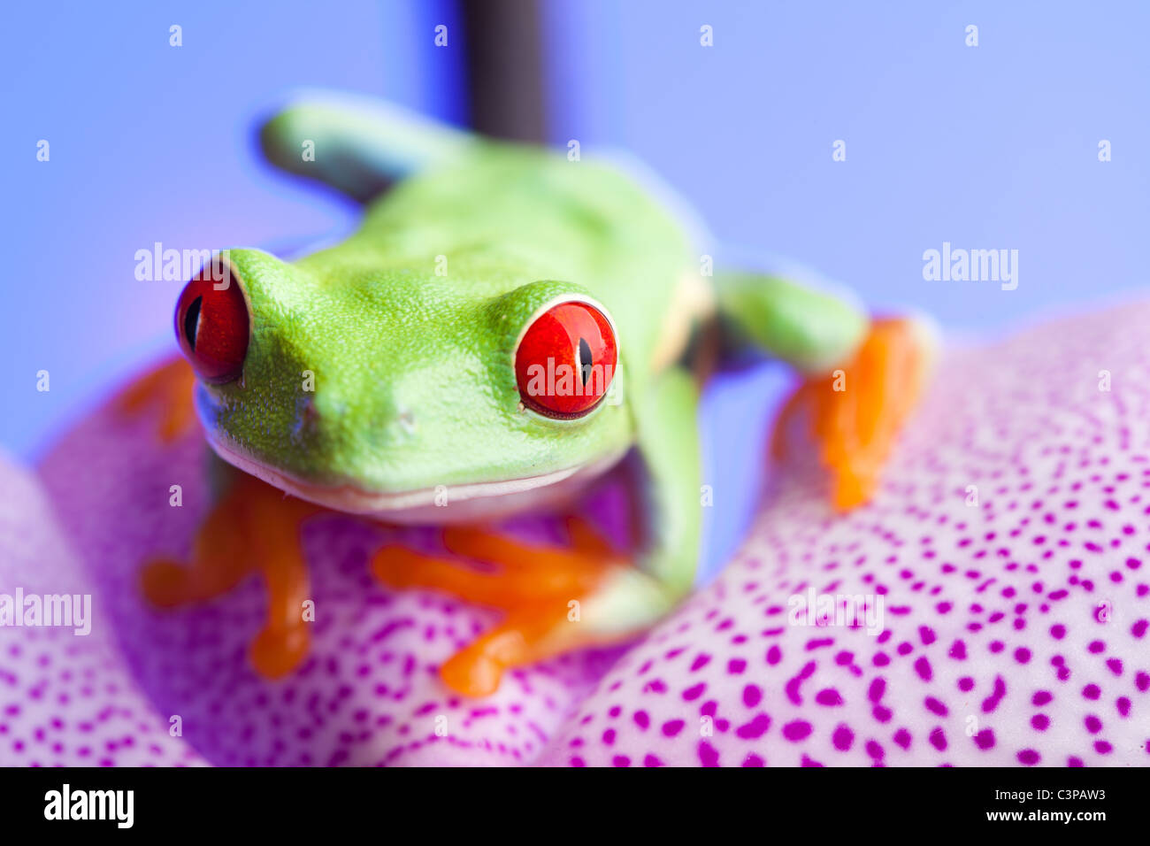 Green frog on plant. Blue background Stock Photo - Alamy